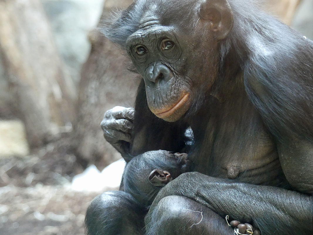 Bonobo Nachwuchs im Frankfurter Zoo - Frankfurt-Tipp