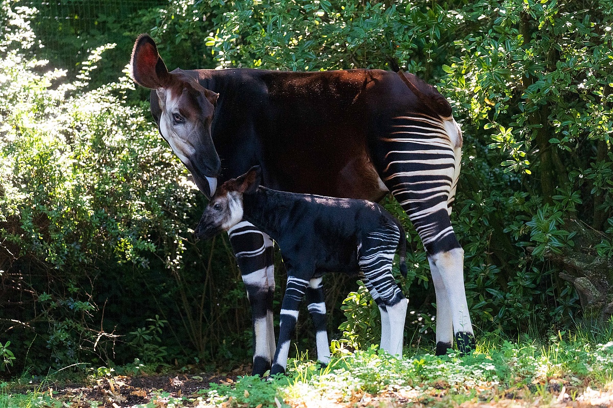 World Okapi Day at Frankfurt Zoo